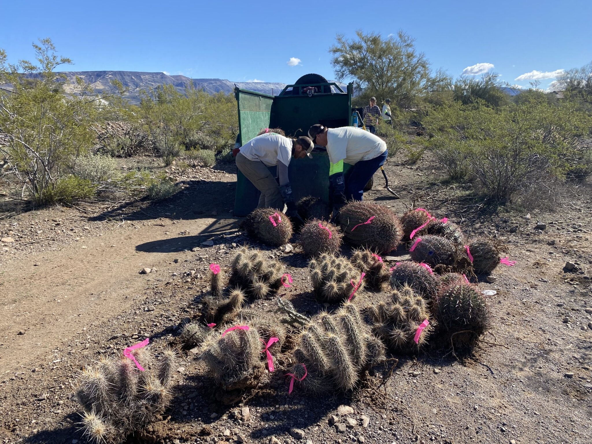 Hundreds of Cacti Replanted at the Bush Fire Burn Scar - Overland Expo ...